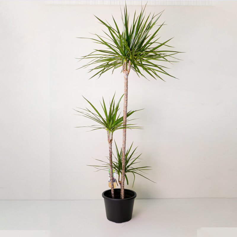 Buy Dracaena Marginata (Dragon Tree) Plant in UAE